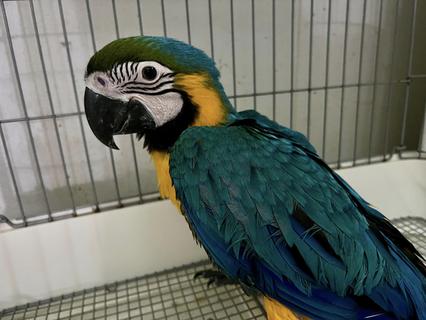 ซื้อ ขาย นก มาคอร์ ราคาถูก ลูกป้อนนก Macaw ทุกสี | ENNXO