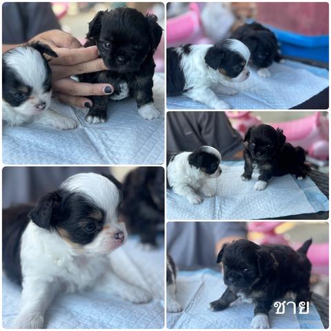 ขายลูกสุนัขเพศชาย อยู่ชลบุรี ราคาเบาๆ | ENNXO