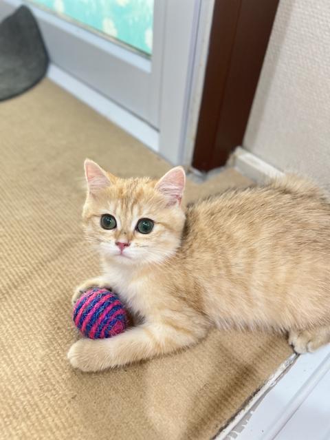 ดญ. ซูชิ บริติช | ENNXO