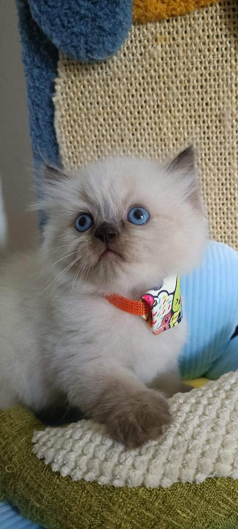 ส่งต่อเเมวเปอร์เซีย | ENNXO