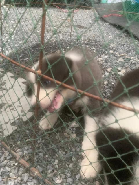 ผมไม่ซนครับพี่ๆ | ENNXO