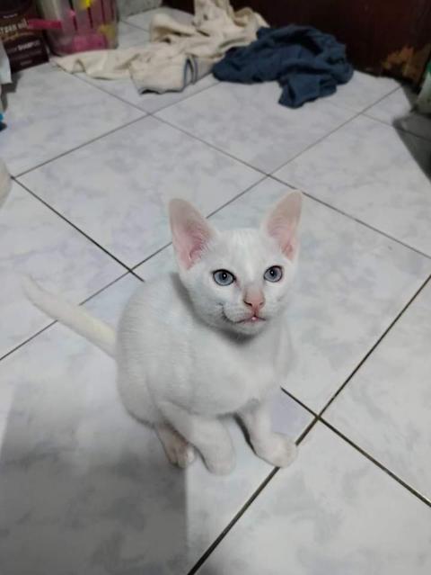 หาบ้านให้น้องขาวมณี | ENNXO