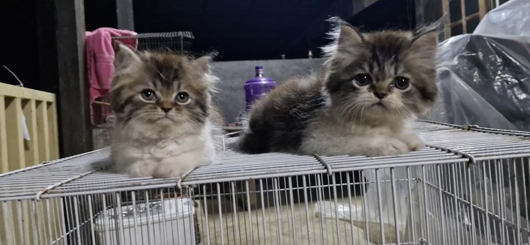 สัตว์เลี้ยง | ENNXO