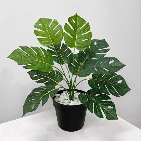 ขายต้นมอนสเตอร่า | ENNXO