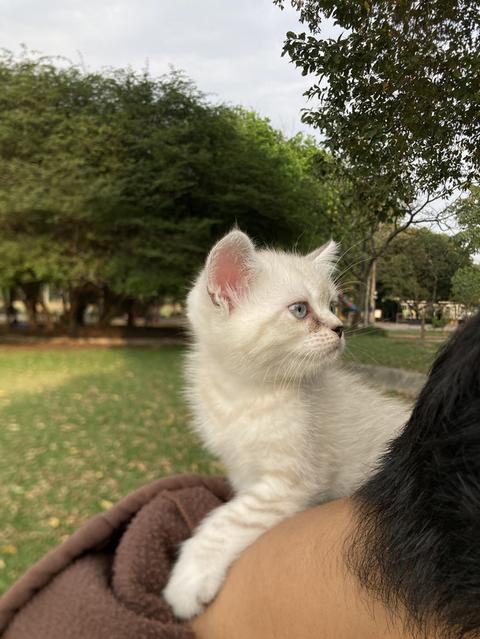 เปอร์เซีย(พ่อ)+วิเชียรมาศ/สก็อตติช(แม่) | ENNXO