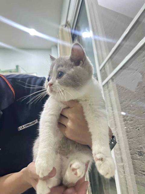 บริติช ชอตแฮร์ | ENNXO