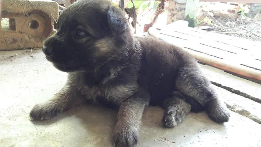 เยอรมัน เชปเพิร์ด น่ารัก | ENNXO