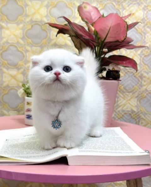 เบบี๋มันช์กิ้น สีขาว | ENNXO