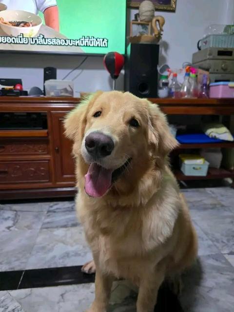 โกลเด้น รีทรีฟเวอร์ 7 เดือน | ENNXO