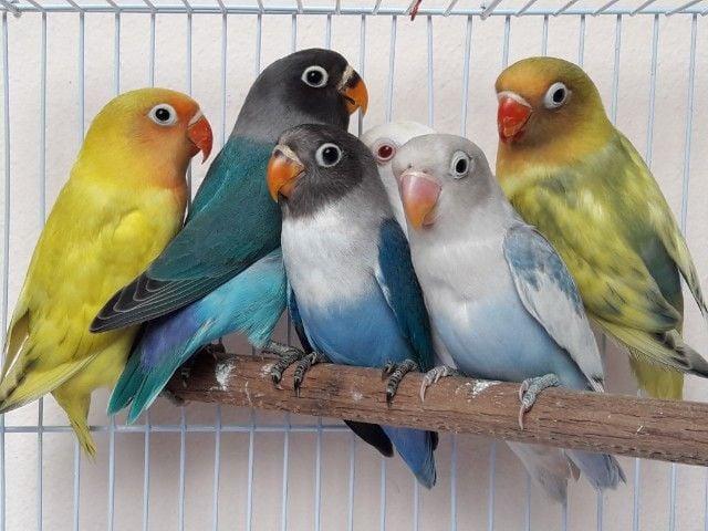 นกเลิฟเบิร์ด | ENNXO