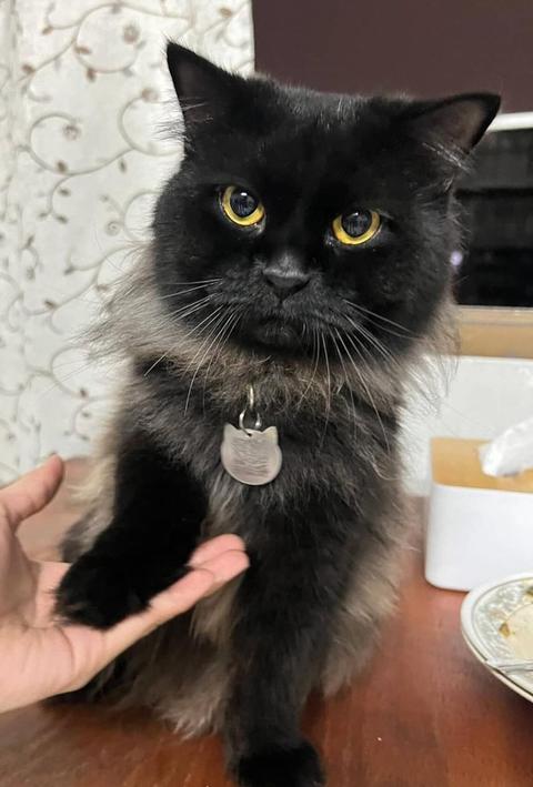ขายแมวเปอร์เซียสีดำ หน้าดุดุ | ENNXO