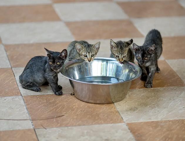 Cat kitten in Pattaya | ENNXO