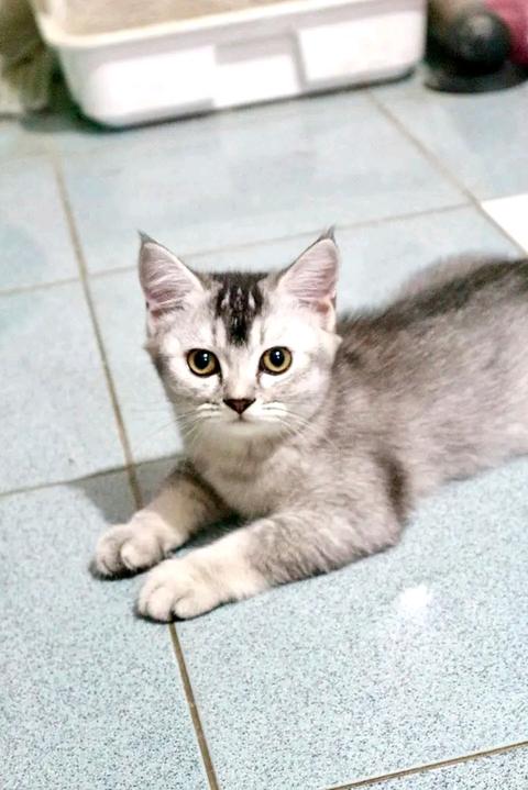 แมวน้อยสก็อตติชโฟลด์ | ENNXO