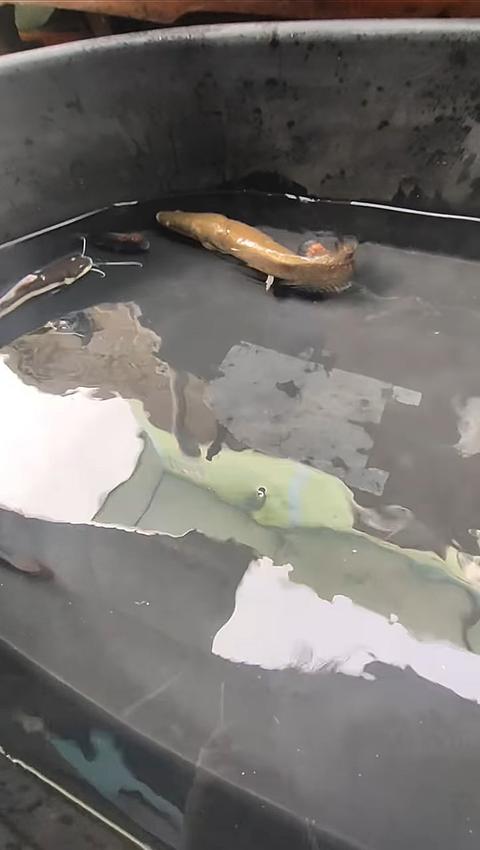 ปลาช่อนอะเมซอน19-20นิ้ว | ENNXO