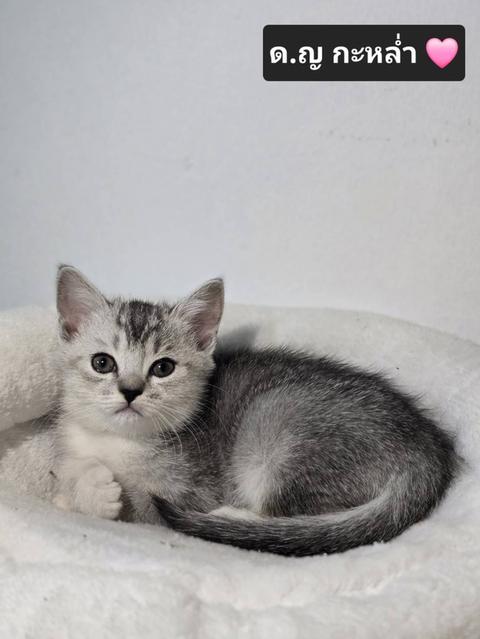 Scottich 100% | ENNXO