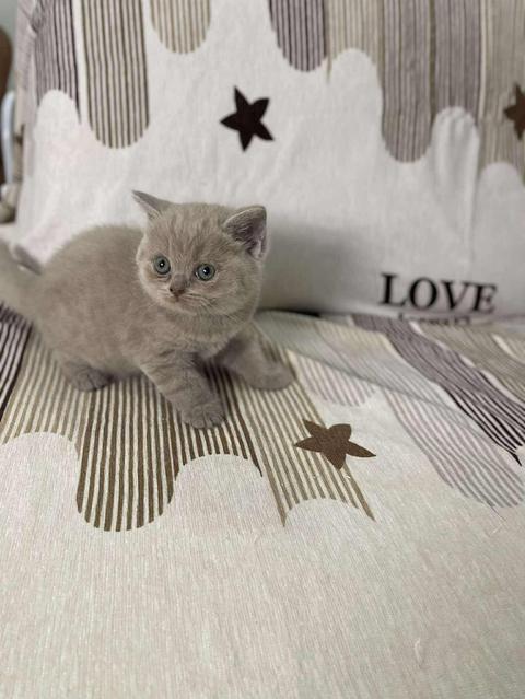 British Shorthair WCF | ENNXO