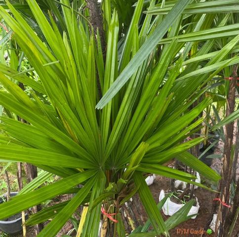 ต้นจั๋ง จั๋ง สูง 1.8-2 เมตร ไม้ฟอกอากาศยอดนิยม ปลูกในห้องได้ | ENNXO