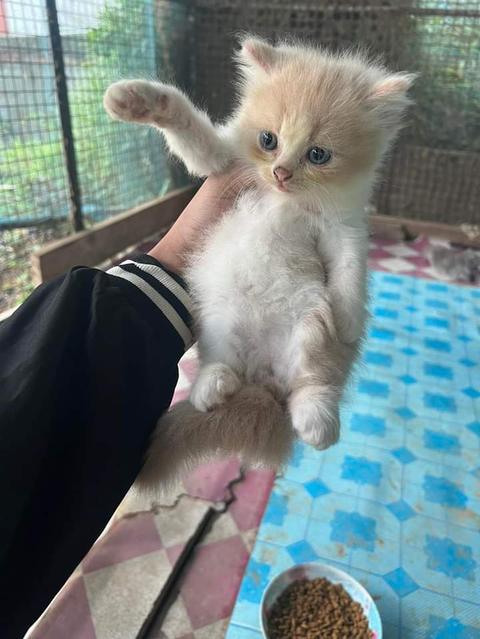 น้องแมวเปอร์เซีย | ENNXO