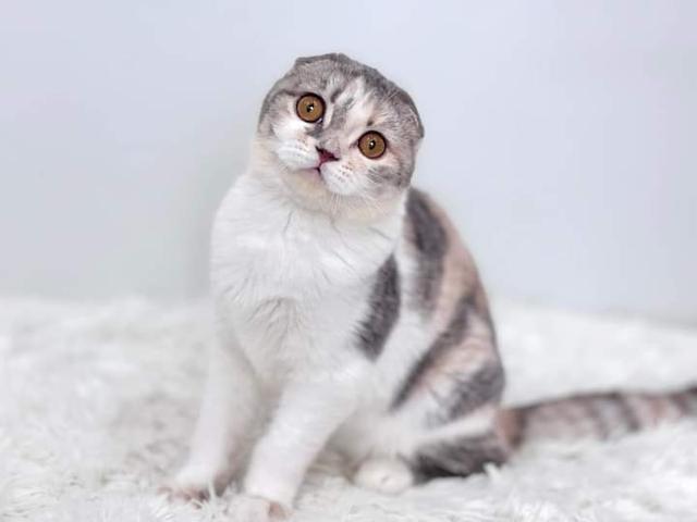 แมวสก๊อตติสโฟล์ | ENNXO