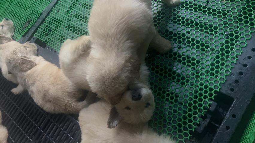 ลูกโกลเด้น พร้อมย้าย 21 กพ 68 | ENNXO