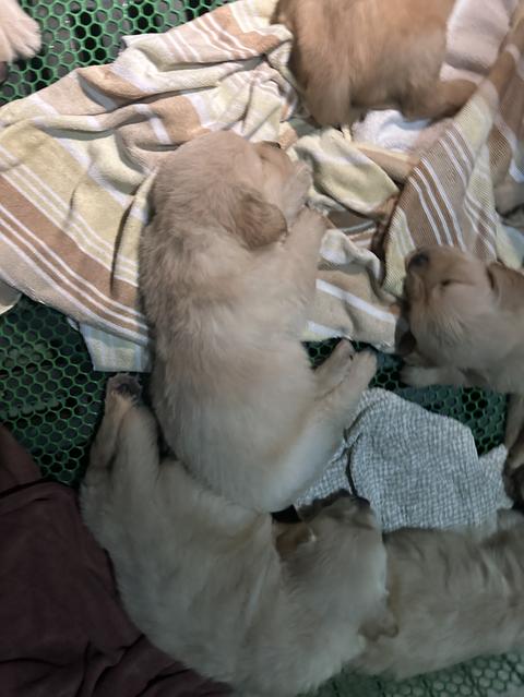 ลูกโกลเด้น พร้อมย้าย 21 กพ 68 | ENNXO