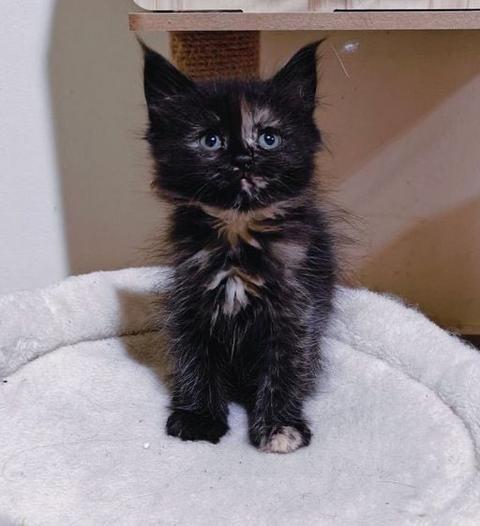 เปอร์เซียลาย | ENNXO