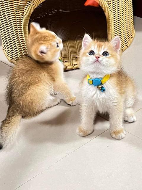 British Shorthair | ENNXO