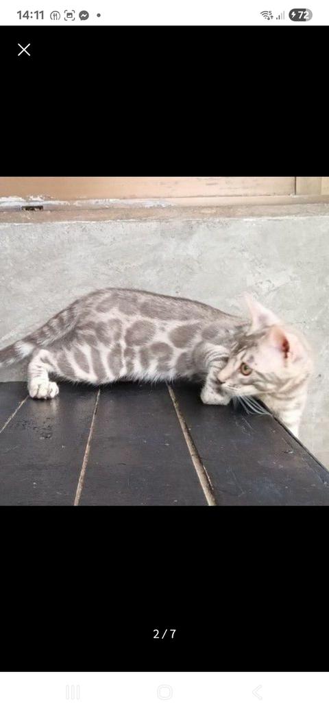 แมวเบงกอล | ENNXO