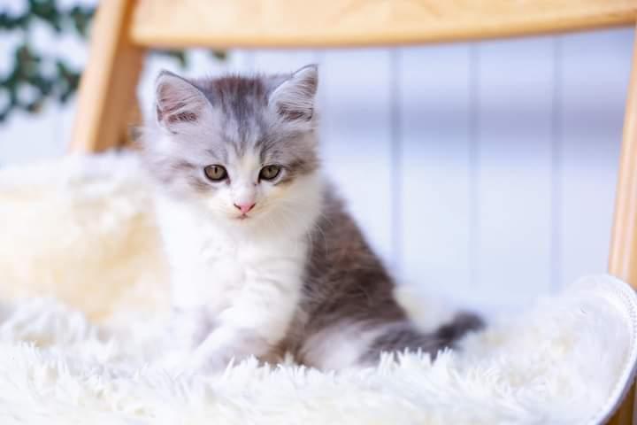 เด็กชาย เปอร์เซีย | ENNXO