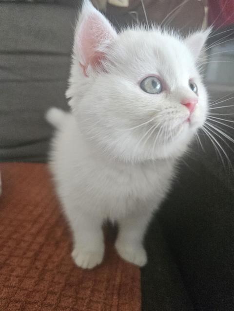 สก็อตติชโฟลด์ | ENNXO