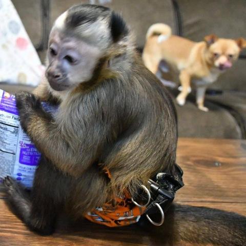 CAPUCHIN MONKEY FOR ADOPTION | ENNXO