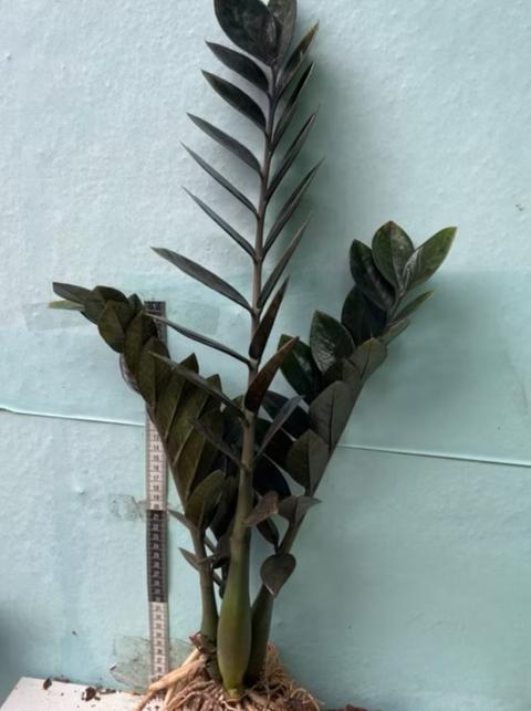 พร้อมส่ง ต้นกวักมรกต | ENNXO