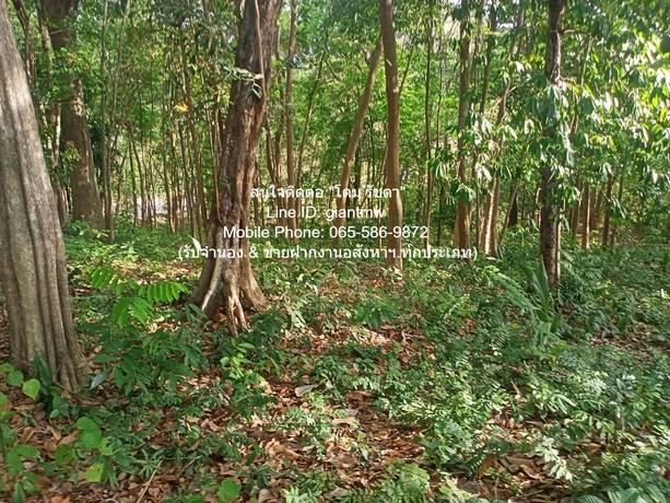 ขายที่ดินสวนป่า บนเนินไหล่เขา วิวทะเล (Seaview) เกาะสิเหร่ ภูเก็ต 2-1-57.3 ไร่ (ห่างชายทะเล 100 ...