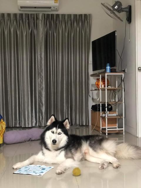 หมาไซบีเรียน | ENNXO