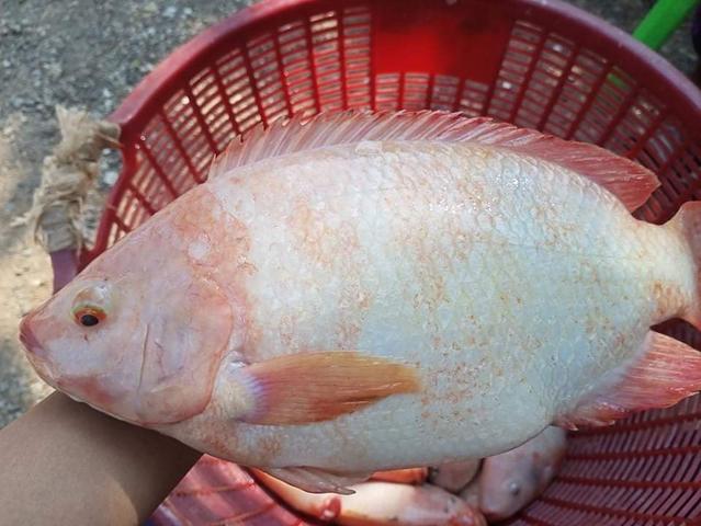 ปลาทับทิมอวบๆ | ENNXO