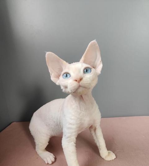 เดวอน เร็กซ์ | ENNXO