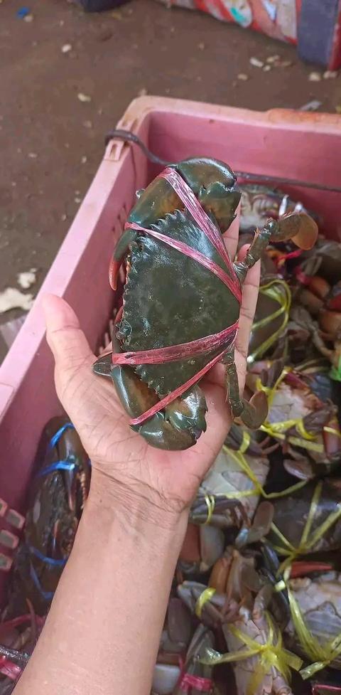 ปูไข่วังจากทะเลสดๆ | ENNXO