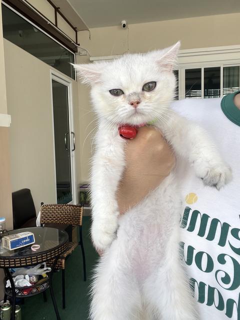 ดญ.หมูหวาน | ENNXO