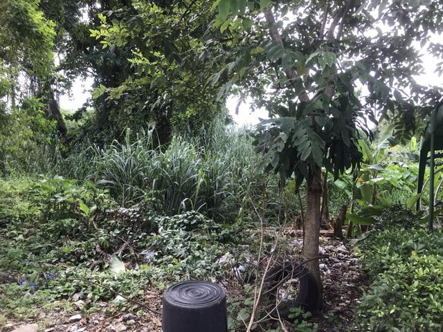 ขายที่ดินเปล่า ถูกมาก นนทบุรี ไทยานนท์ 16/2 เนื้อที่ 324 ตรว. | ENNXO