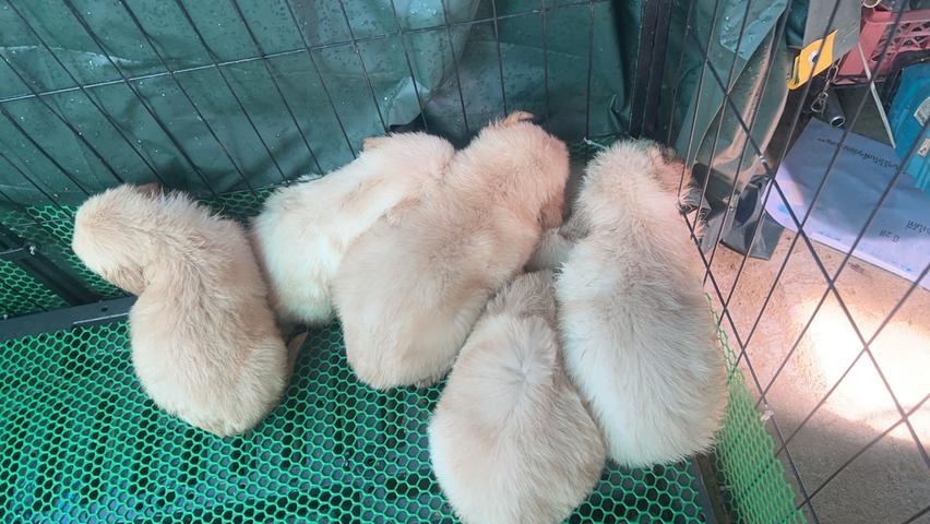 ลูกโกลเด้น พร้อมย้าย 21 กพ 68 | ENNXO