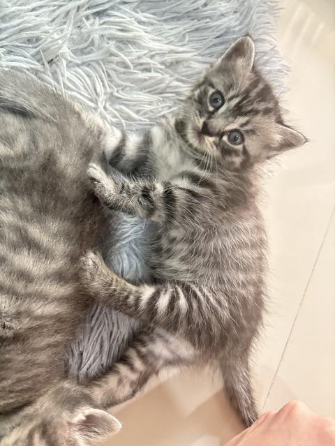 อเมริกาช๊อตแฮร์ผสมเปอร์เซีย | ENNXO