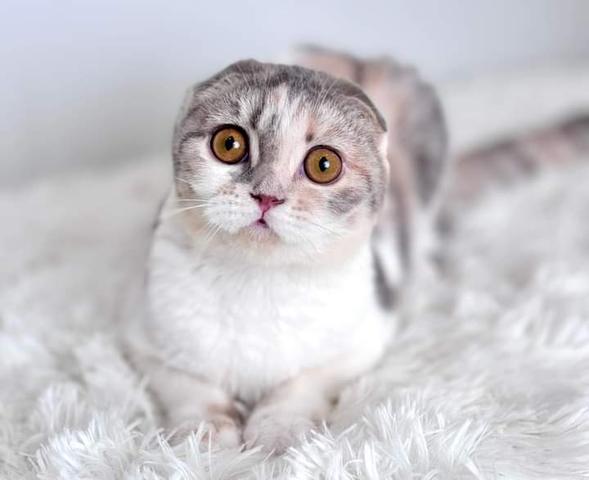 แมวสก๊อตติสโฟล์ | ENNXO