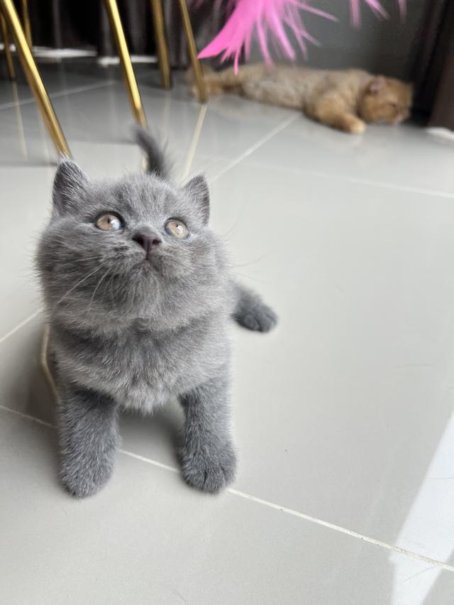 British Shorthair บริติช ช็อตแฮร์ สายพันธุ์แท้ WCF | ENNXO