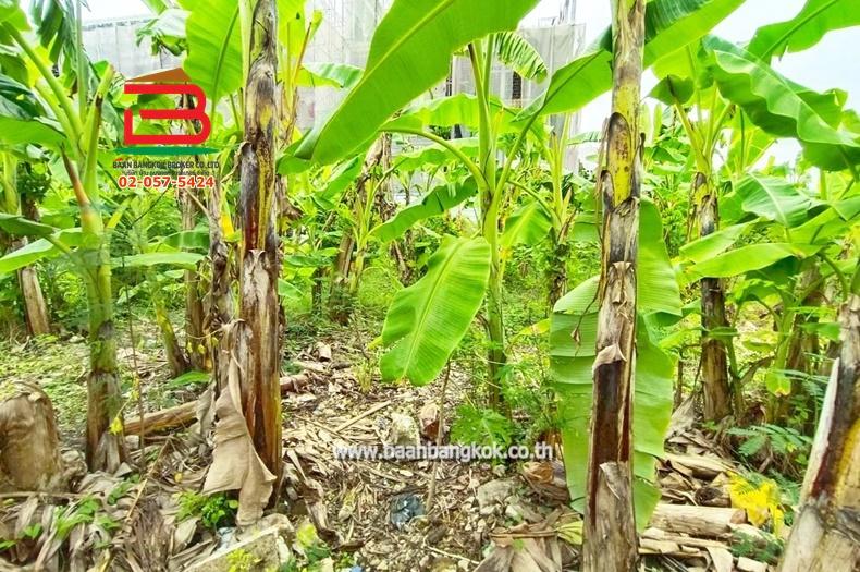 ที่ดิน ถมแล้ว เนื้อที่ 101 ตรว. ซอยลาดพร้าว 80 แยก 20 (ใกล้BTS ลาดพร้าว 71) ถนนลาดพร้าว แขวงวัง ...