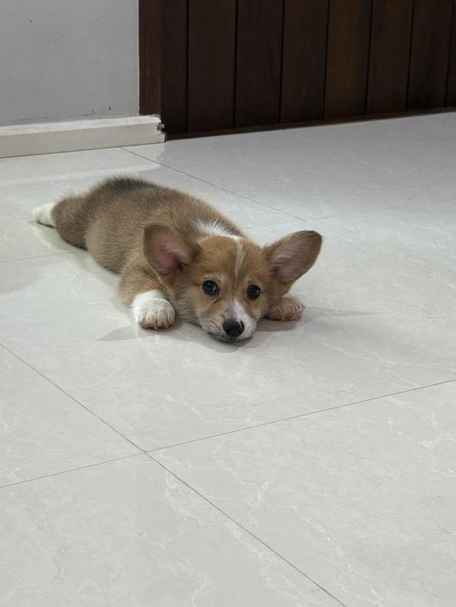 corgi male 3 month with long tail #3 | ENNXO