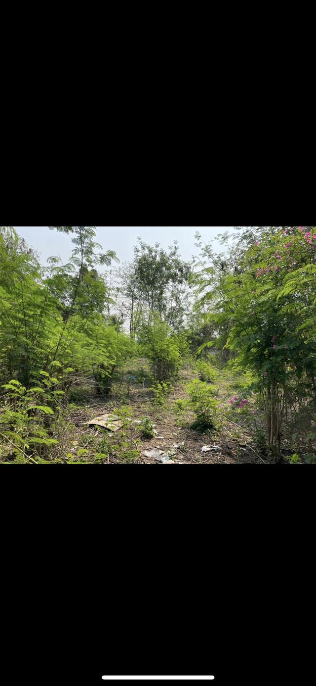 ขายด่วน! ที่ดินเชียงใหม่ 210 ตรว | ENNXO