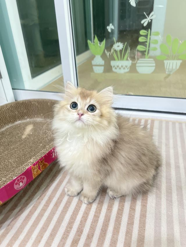 ดญ. มัจฉะ | ENNXO