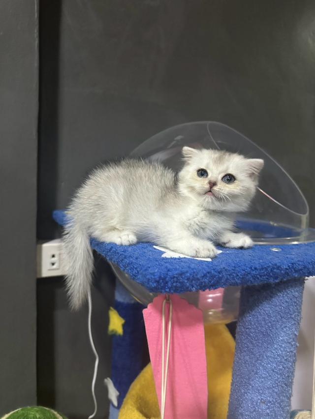 British shorthair | ENNXO