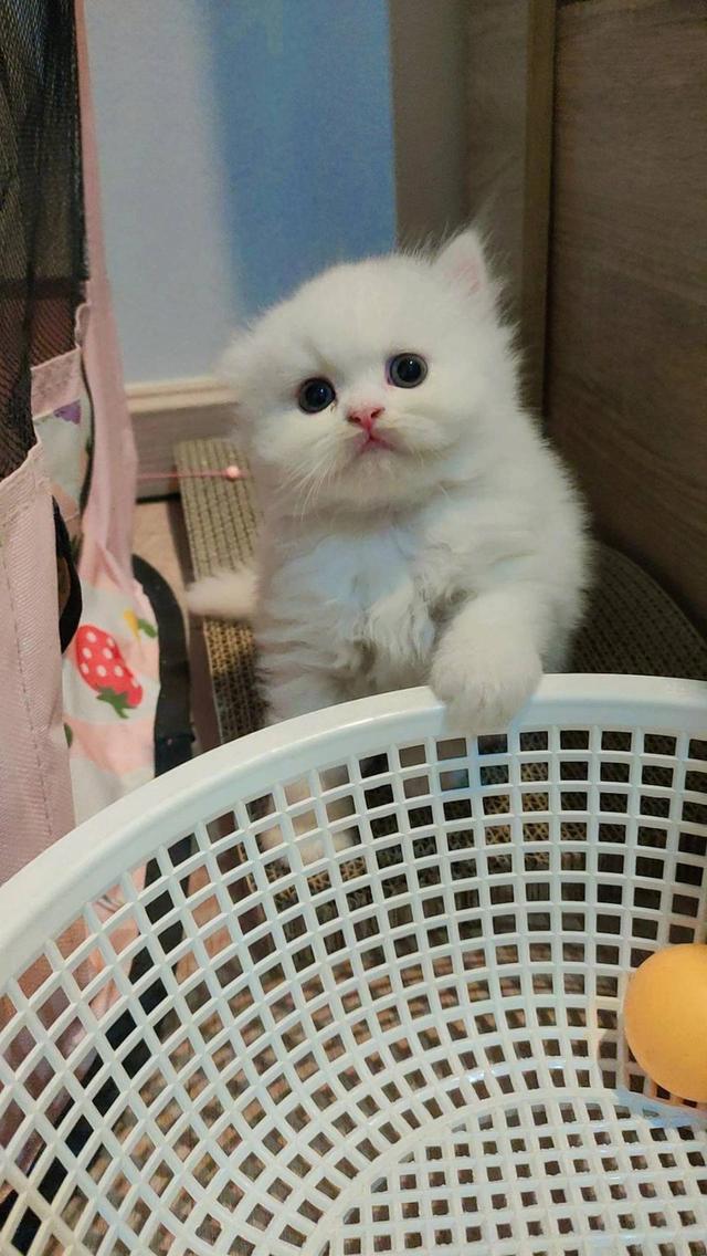 Persian cat เปอร์เซียแท้ (Lady) | ENNXO