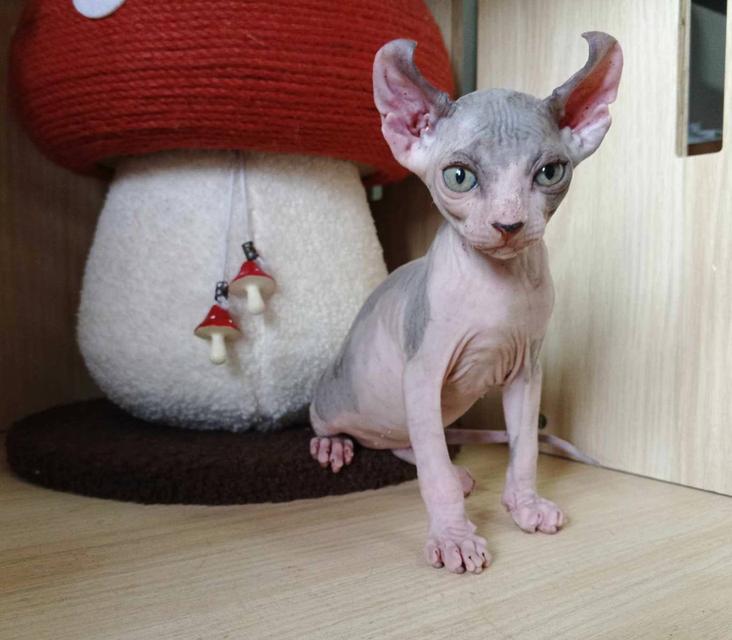 28.แมวเอลฟ์/เพศเมีย หาบ้าน Elf Cat/Female looking for a new home | ENNXO